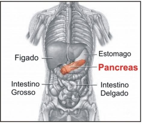 How Well Do You Know Your Pancreas ⋆ Laura London Fitness